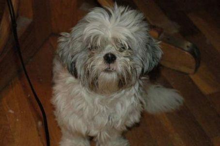 Sadie the Dog Death Fact Check, Birthday & Age | Dead or Kicking