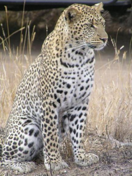 Sheena Death Fact Check, Birthday & Age | Dead or Kicking